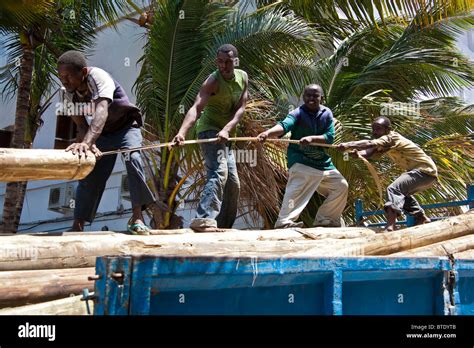Local Men Pulling Logs Onto The Back Of A Truck Stock Photo Alamy