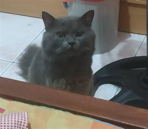 Chonky Boi From The Philippines Passing Thru Rchonkers