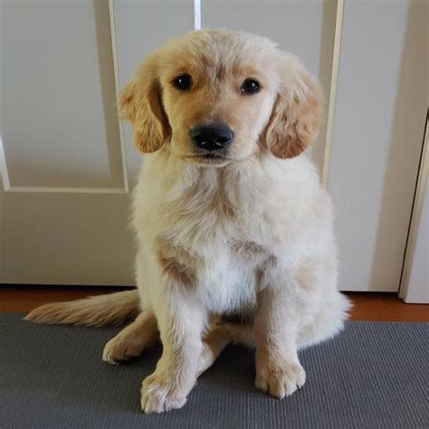 Finaldataset Object Detection Dataset By Oklahoma State University