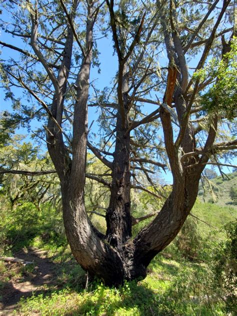 Pseudotsuga Menziesii Calflora