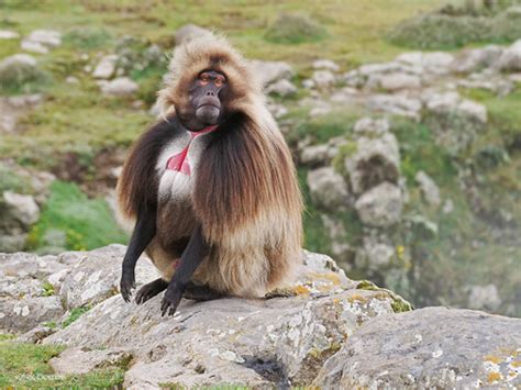 Southern Gelada Subspecies Theropithecus Gelada Obscurus · Inaturalist