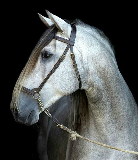Roman Nose Appreciation The Horse Forum