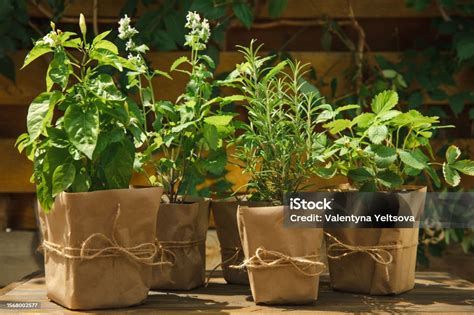 화분에 심은 신선한 정원 허브 로즈마리 민트 후추 딸기가 갈색 종이 패키지에 들어 있습니다 매운 향신료와 허브 모종 냄비에 모듬