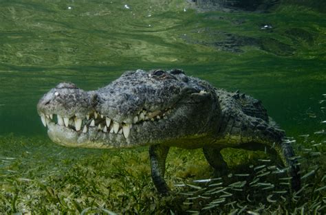 Cracking Facts To Know About Crocodiles Newsweek