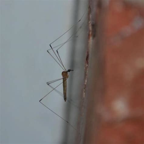 Textile Cone Conus Textile Insect Identification Guide Habitat And Facts