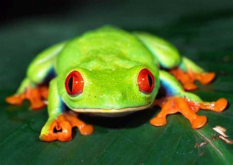 Red Eyed Tree Frog At Ava Ewers Blog