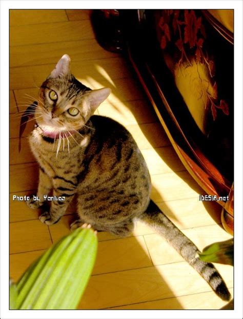 ᕙ ᴥ ᕗ My Pet 오시캣 뉴스트림