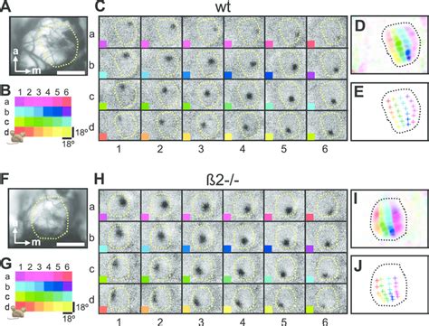Mapping Retinotopy In Sc Of Wt And 2 Mice A F Imaged Area The Download Scientific Diagram