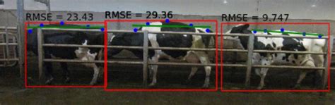 Root Mean Squared Errors Of Each Of The Cows Calculated Using Eq 1
