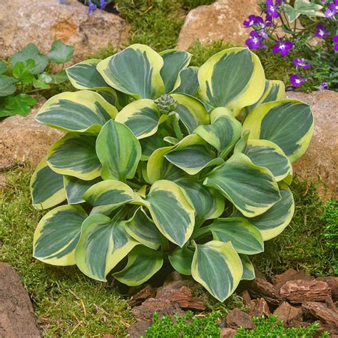 Mighty Mouse Mini Hosta Brecks Premium Bulbs