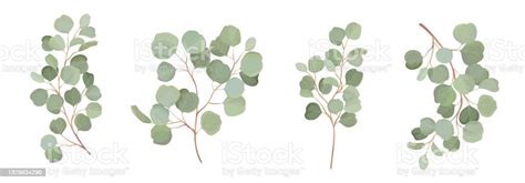 유칼립투스 벡터 수채화 꽃 세트 녹색 잎 가지 실버 달러 녹지 자연 잎 결혼식 초대 고정 인사말 배경 화면 패션 배경에 대한 열대 요소 녹색에 대한 스톡 벡터 아트 및 기타