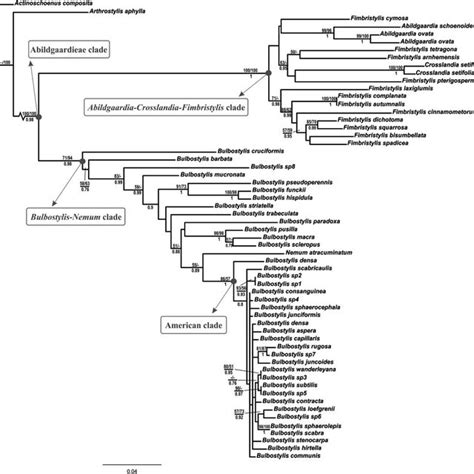 maximum likelihood tree inferred from analysis of nuclear its