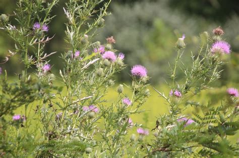 My Writers Site “the Earth Laughs In Flowers ” Ralph Waldo Emerson