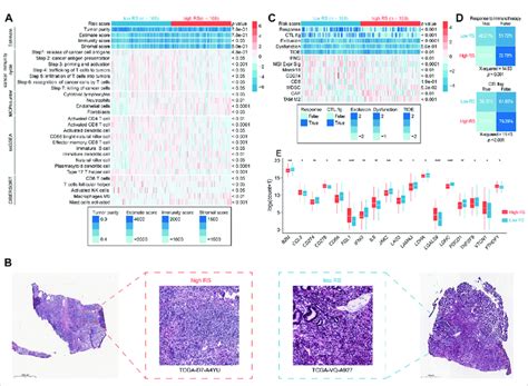 Different Immune Microenvironment In The Two Rs Groups A The Heatmap Download Scientific