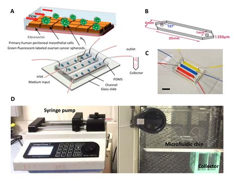 Modeling Ovarian Cancer Multicellular Spheroid Behavior In A Dynamic 3d Peritoneal Microdevice