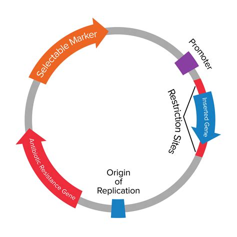 Plasmids 101 What Is A Plasmid