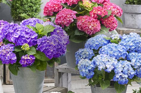 Mini Hydrangeas Care Characteristics And A Complete Guide To Growing