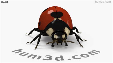 360 View Of Ladybird 3d Model 3dmodels Store
