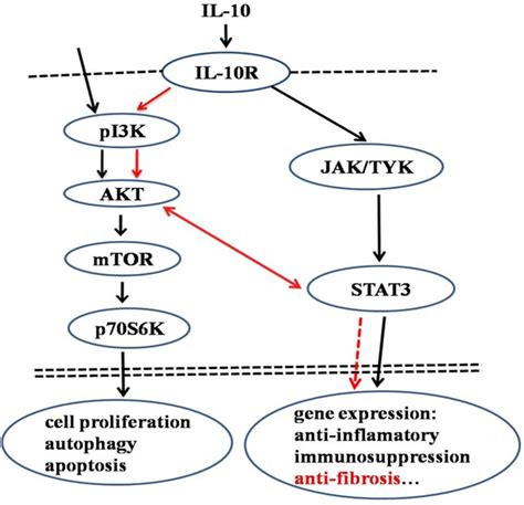Il 10 Interacts With Its Membrane Bound Receptor In Hsfs To Induce