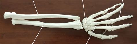 Ulna Radius Carpals Metacarpals Phalanges Diagram Quizlet