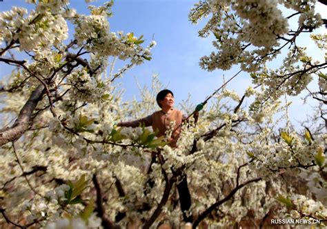 Весенние полевые работы в Китае Russian News Cn