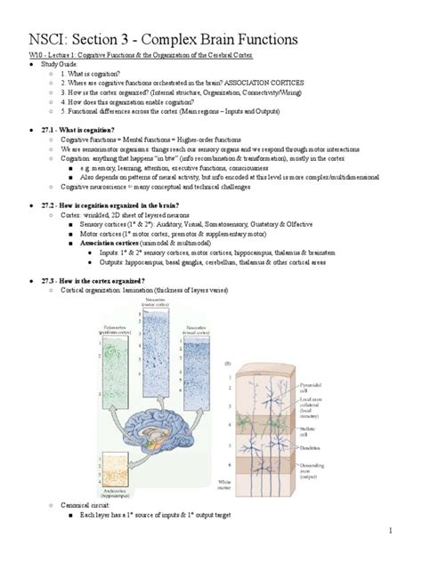 Complex Brain Functions Cognition Cortical States Attention Memory