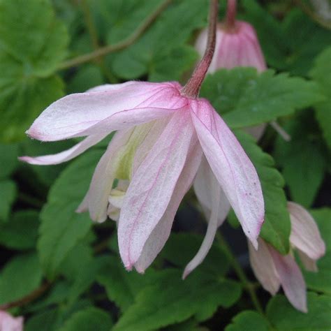 Buy Alpine Clematis Group 1 Syn Clematis Alpina Pink Flamingo Clematis Pink Flamingo
