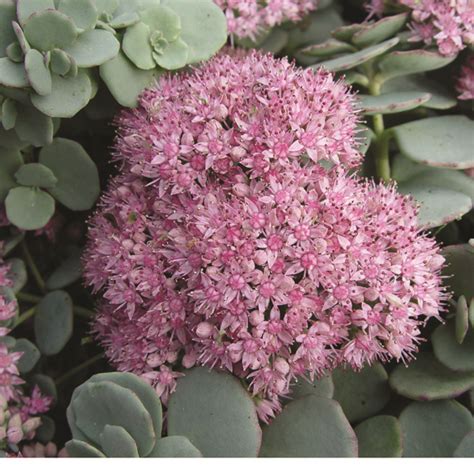 Sedum Sieboldii Van Berkum Nursery