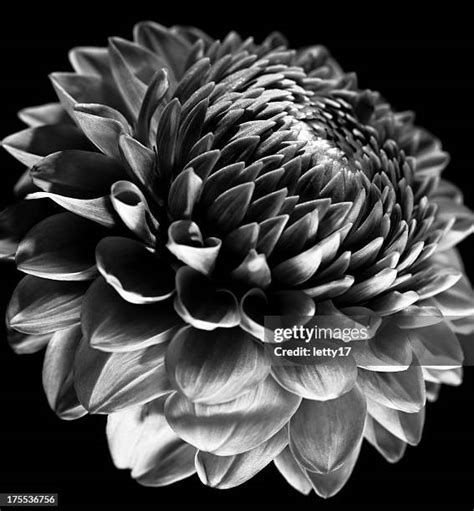 Black Dahlia Images Photos And Premium High Res Pictures Getty Images