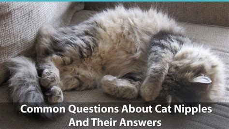 Common Questions About Cat Nipples How Many Do They Have Etc