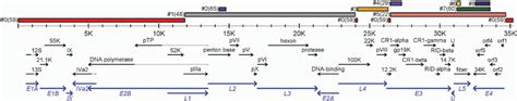 The Recombination Signals That Were Supported By À 3 Different