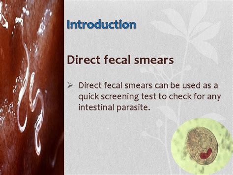 Preparation Microscopic Examination Of A Direct Fecal Smear