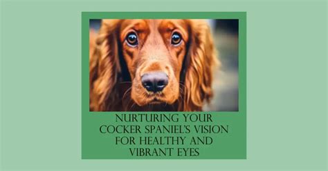 Cocker Spaniel Eye Care Essential Tips And Insights