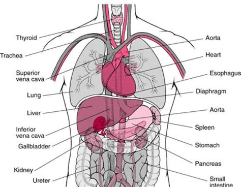 The Complete Guide To Understanding The Female Human Body Diagram And