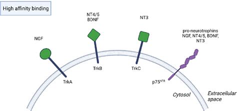Figure 1 From The Role Of Brain Derived Neurotrophic Factor Bdnf In Diagnosis And Treatment Of