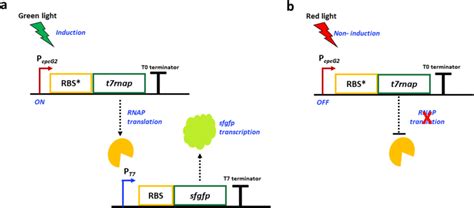 The Terminator Sequence Of The T7 Promoter Genspark