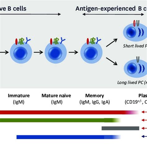 B Cell Marker Expression During Development And Differentiation Download Scientific Diagram