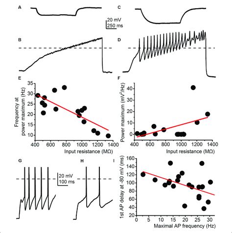 Correlations Between Electrophysiological Parameters Independent From