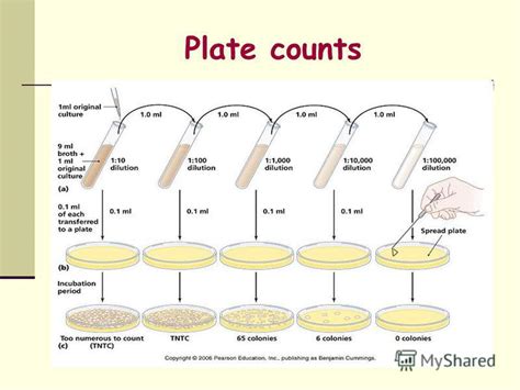 Plate Count Technique Hot Sex Picture
