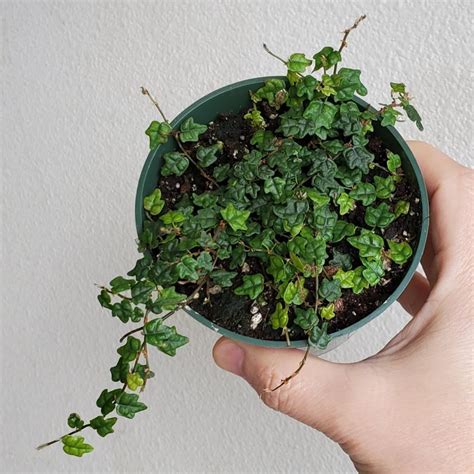 Ficus For Sale Peace Love And Happiness Club Peace Love And Happiness Club Ficus For Sale Peace Love And Happiness Club Peace Love And Happiness Club