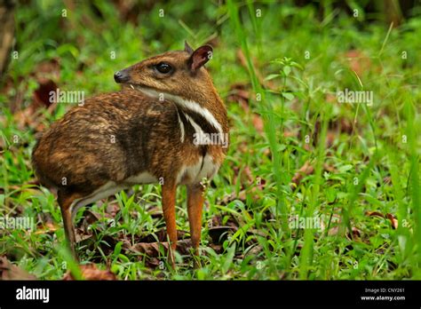 Lesser Mouse Deer