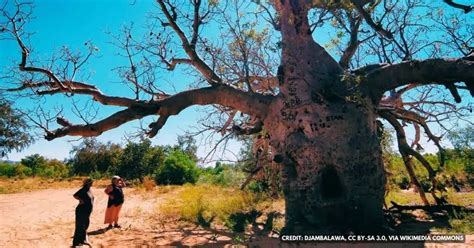 Discover The Trembling Giant Pando The Worlds Largest Living Organism