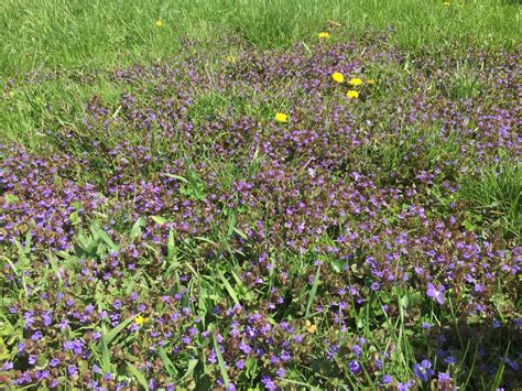 Creeping Charlie Weeds With Purple Flowers Glechoma Hederacea Ground