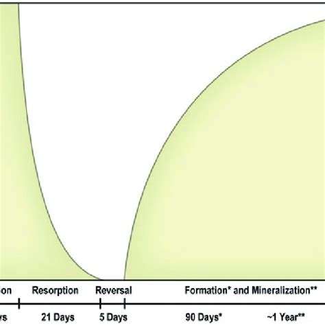 11 Modeling Vs Remodeling Bone Remodeling Involves Sequential