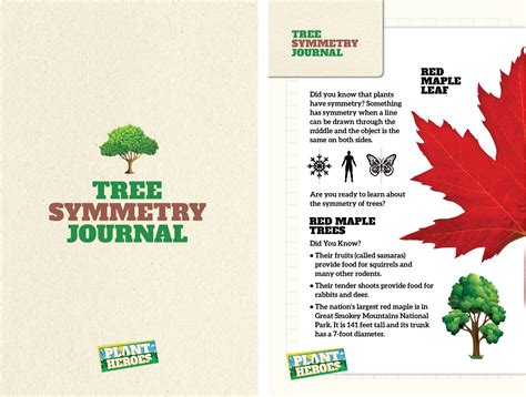 Finding The Symmetry Of Trees Plant Heroes