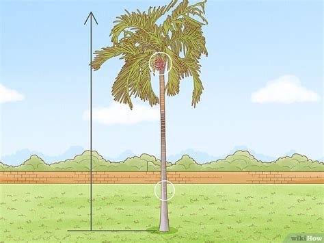 How To Identify Palm Trees Key Characteristic Varieties