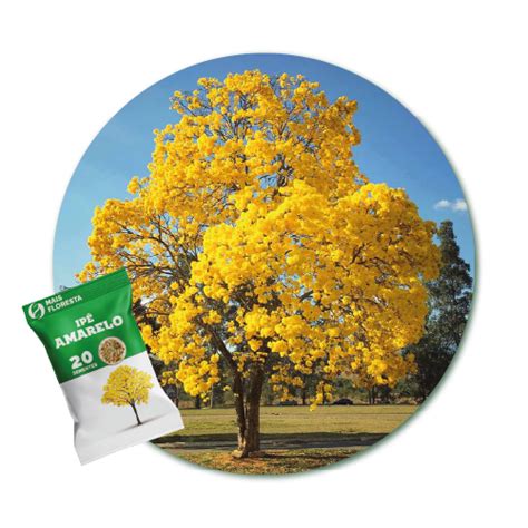 Cultive Ipês Em Sua Propriedade Mais Floresta