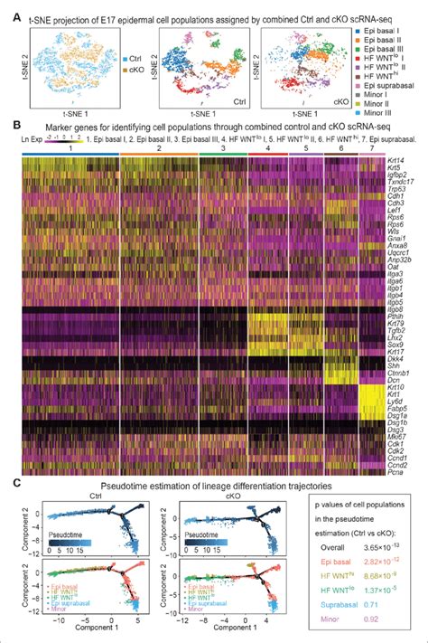 Single Cell Transcriptomics Of Mettl3 Cko Compared To Control Skin