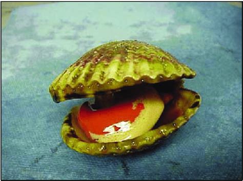 4 Calico Scallop A Gibbus Showing Gonads With Both Mature Ovaries