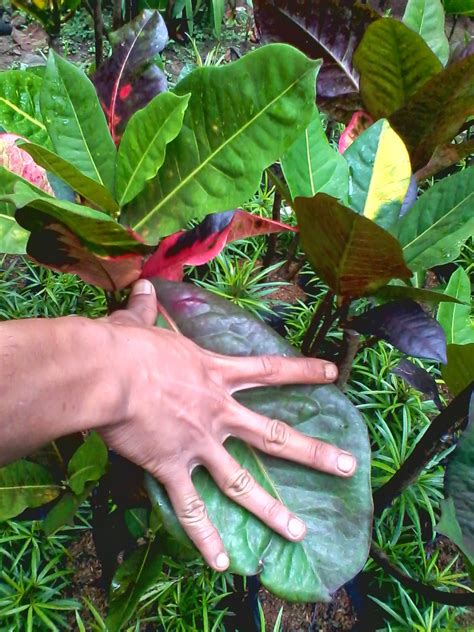 Tajug Tanaman Puring Saga